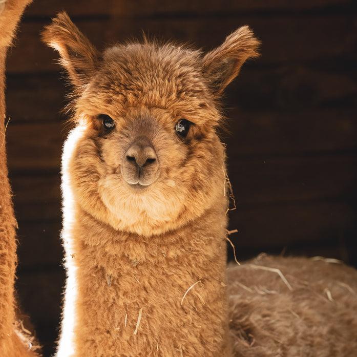 Deine erste Alpaka-Wanderung: Was du wissen solltest 🦙🌿 – Vivamos Alpaka